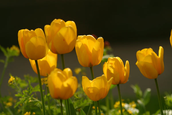 Aftercare Checklist – Flintoft's Funeral Home and Crematory